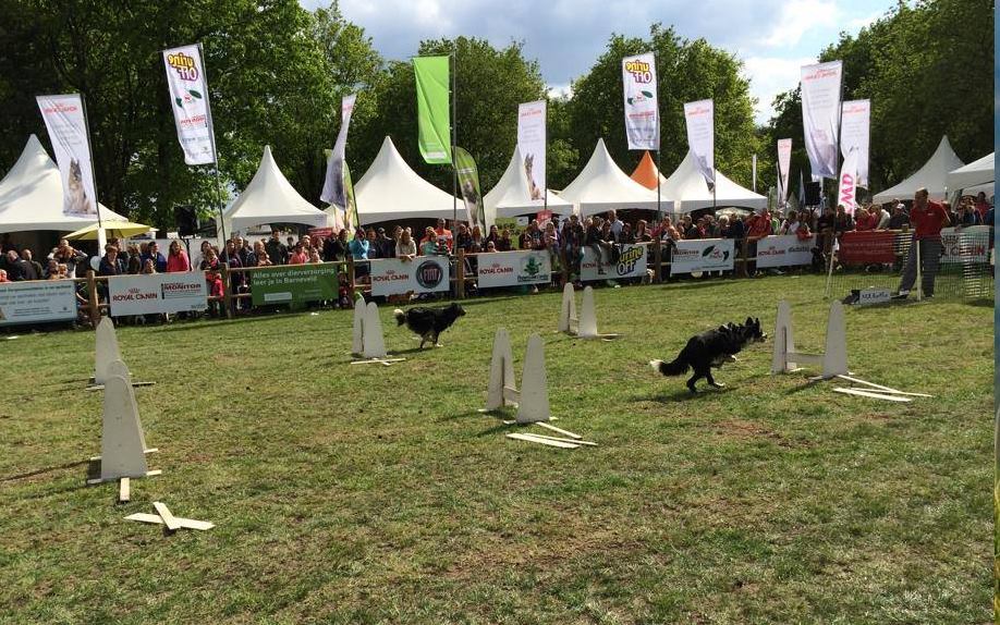Animal Event Demo team - Flyballcompetitie.nl